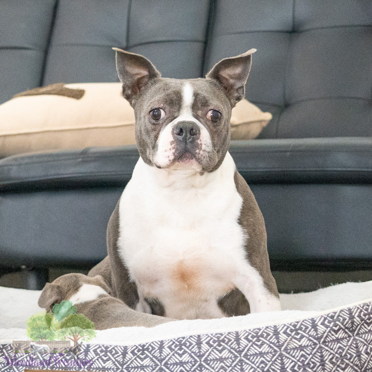 Chloe, Female, Boston Terrier