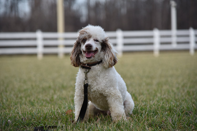 Alex, Mini Poodle