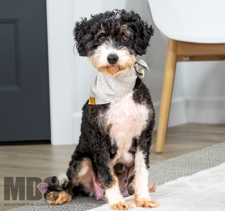 Brixie | Mnt Dog Comp