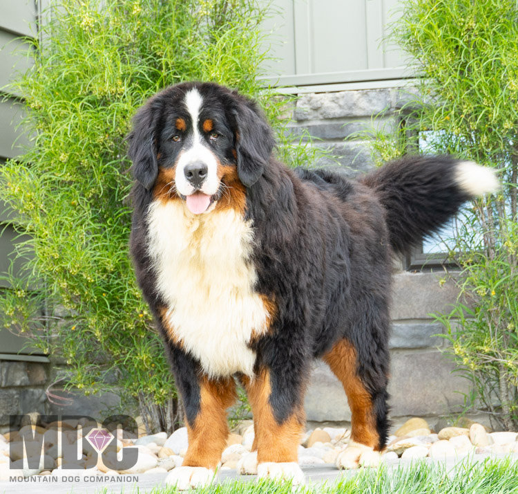 Zuri, Female, Bernese Mountain Dog
