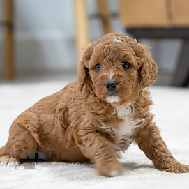 Ultimate Cavapoo Guide: Care, Traits, and Why They're Perfect ...