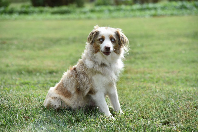 Misty , Mini Australian Shepherd