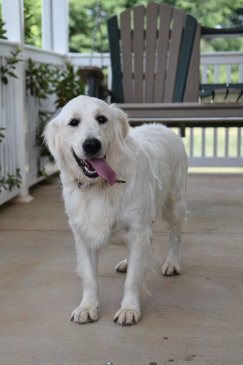Callie, English Cream Golden