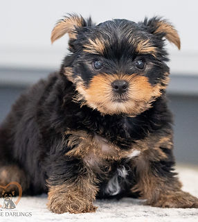 Mini & Teacup Yorkies For Sale | Pintsize Darlings | Ohio
