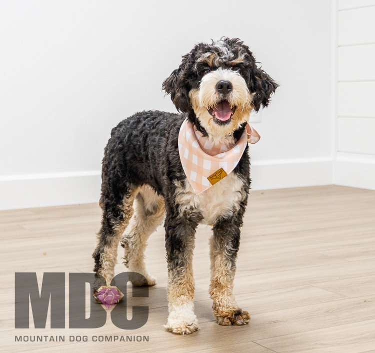 Winifred | Mnt Dog Comp