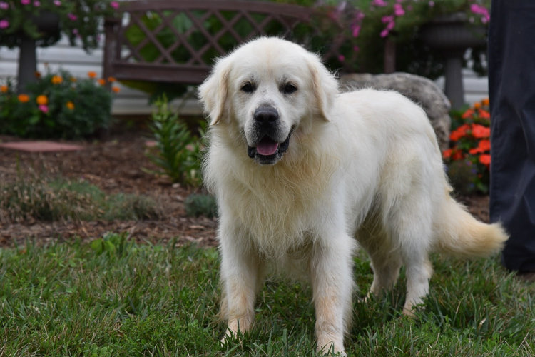 Tango, English Cream Golden