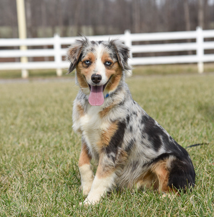 Tonya, Australian Shepherd
