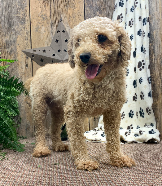 Coco, Male, Mini Poodle