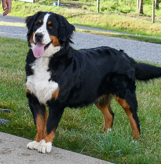 Midnight, Female, Bernese Mountain Dog