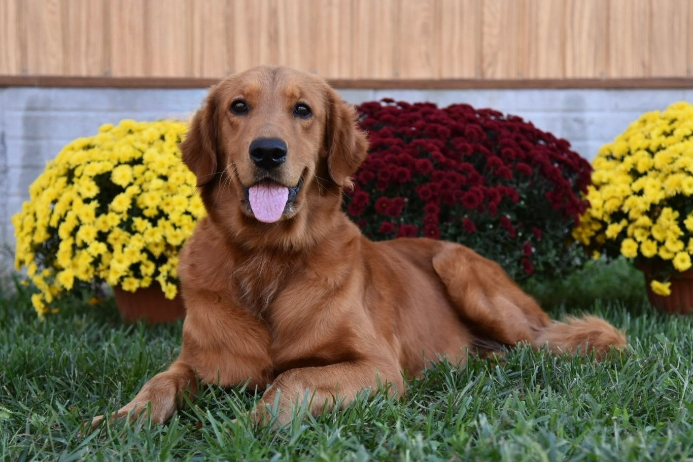 Robin, Golden Retriever