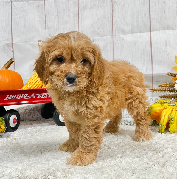 Cavapoo Puppies For Sale | Rivers Edge Cavapoos | Illinois
