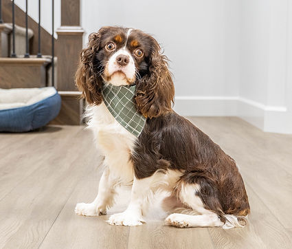 Our Nursery | Adora Perfect Pups | Ohio