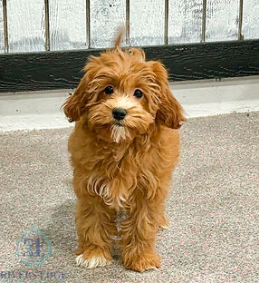 Cavapoo Puppies For Sale | Rivers Edge Cavapoos | Illinois