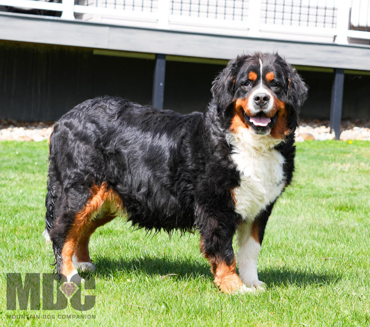 Holly, Female, Bernese Mountain Dog