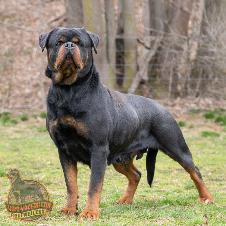 Ripley Timit Tor, Female, Rottweiler