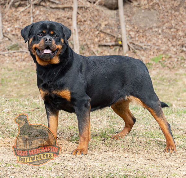 Whitney Von Der Obersten, Female, Rottweiler