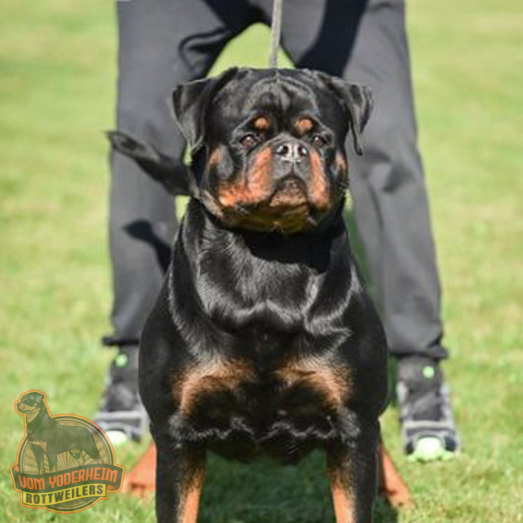 Ripley Timit Tor, Female, Rottweiler