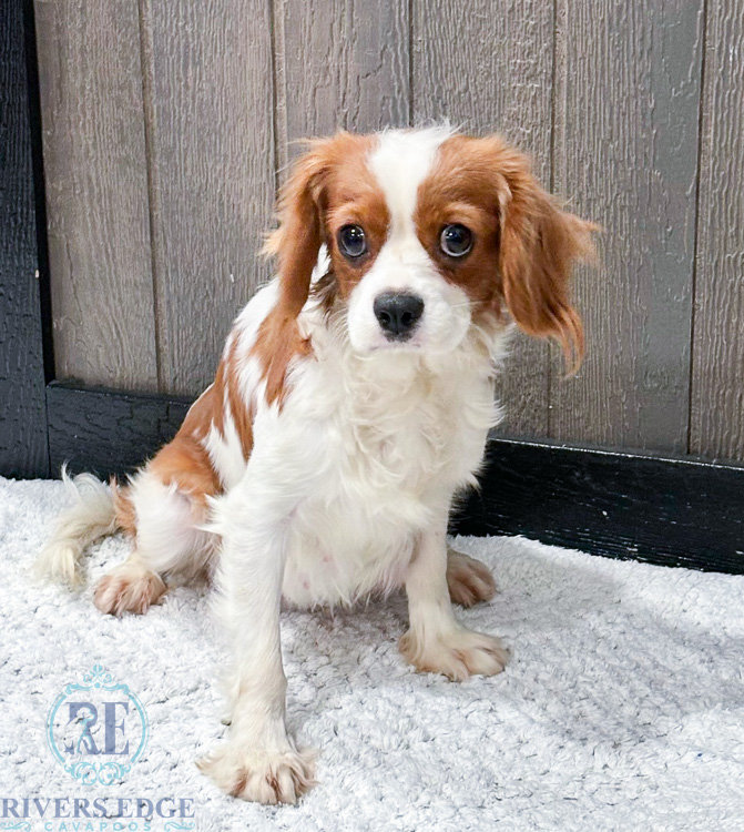 Dorreen, Female, Cavalier King Charles Spaniel