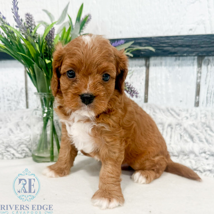 Jonah, Male, F1 Cavapoo