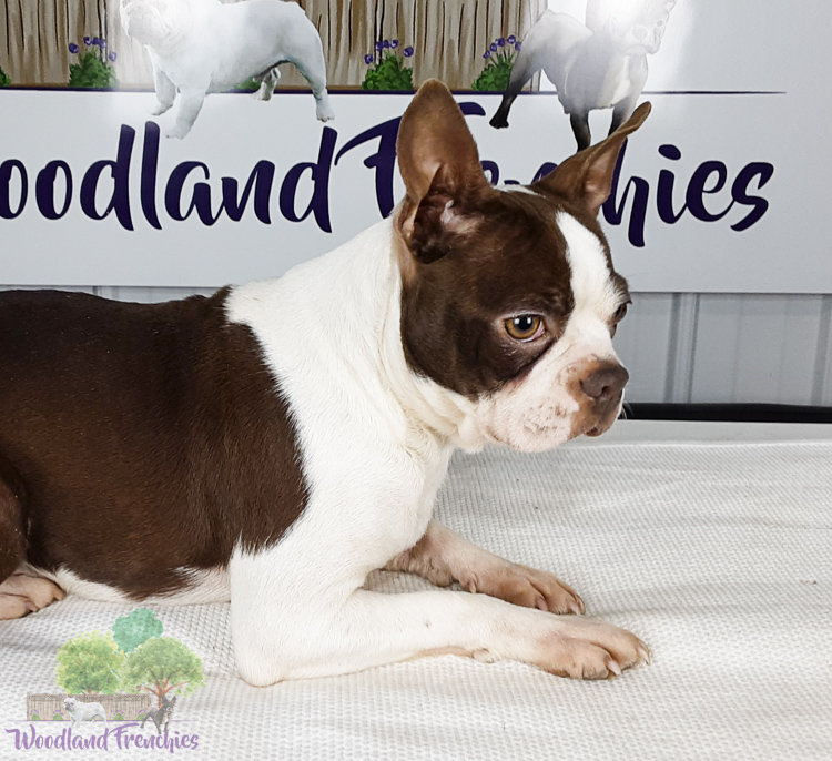 Fiona, Female, Boston Terrier