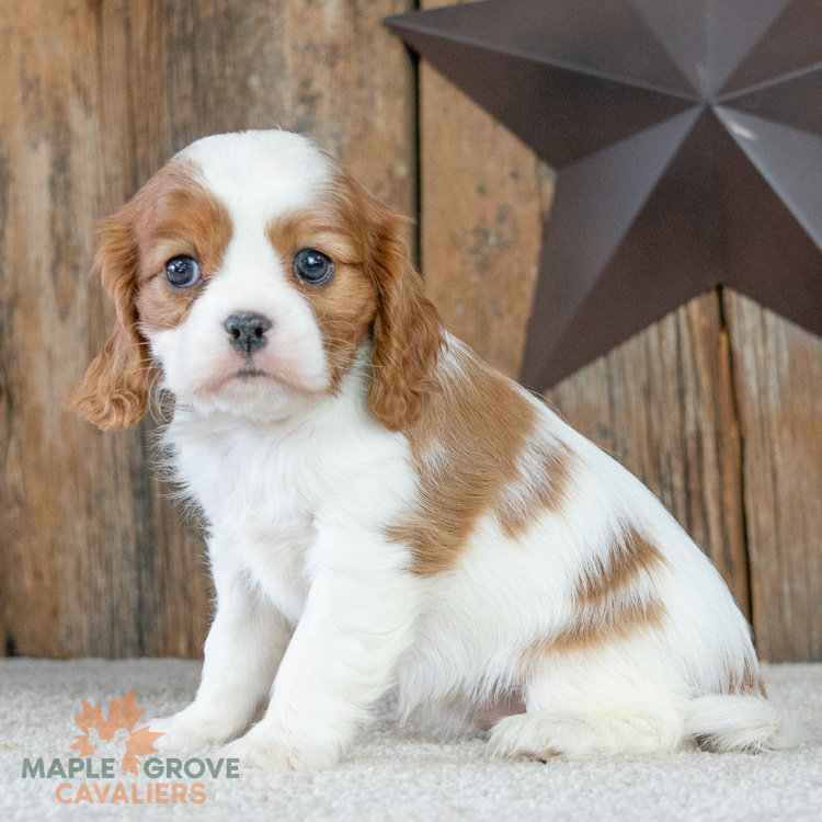 Lady, Female, Cavalier