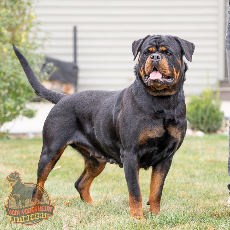A-Ramona Timit-Tor, Female, Rottweiler