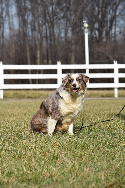 Ginger, Australian Shepherd