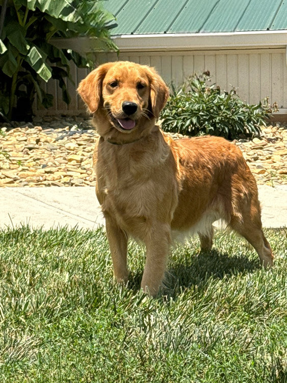 Kelly, Golden Retriever