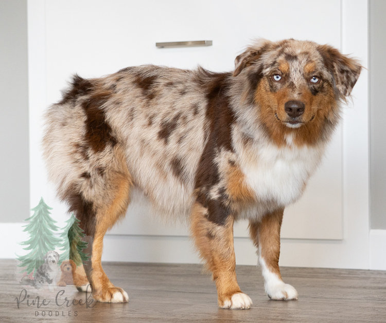 Mini Aussiedoodle Puppy For Sale, Female, Charlie