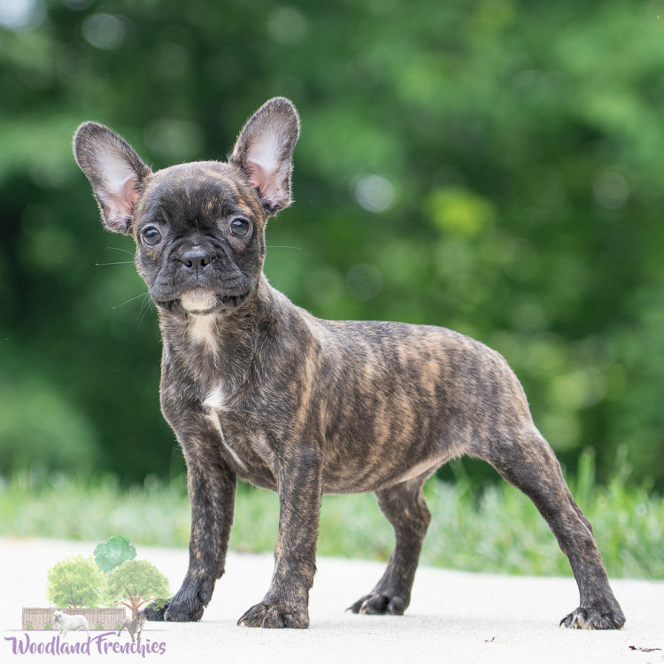 Heather, Female, 50/50 Frenchton
