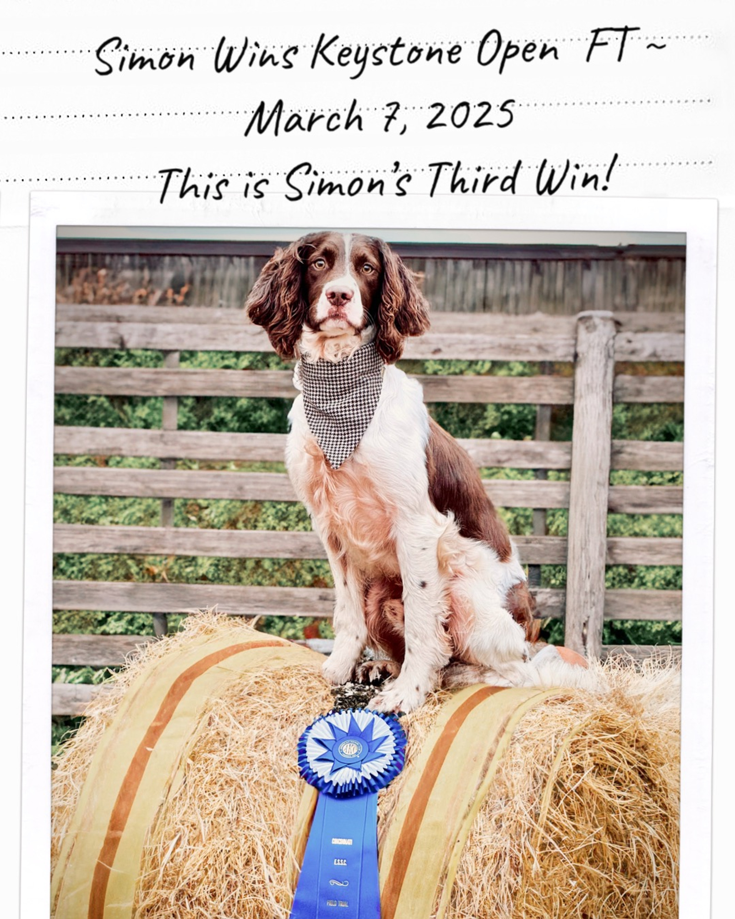 Spotlight on Spaniel Field Trials: Simon and Tilly's Ribbon Placements ...