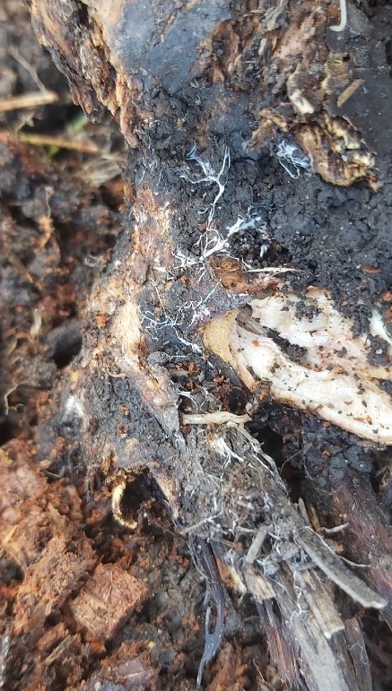 Commercial Bio-inoculants in Native Soil Systems