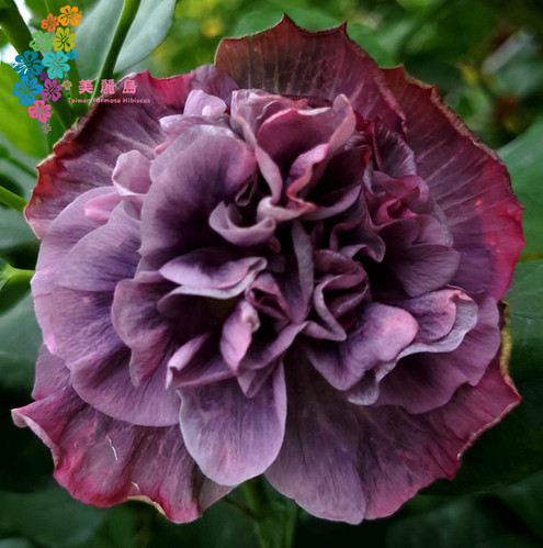 Formosa Purple Rose | Taiwan Formosa Hibis