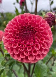 Dahlia - Ferncliff Rusty | Folia Farm