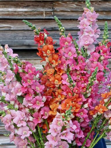 Snapdragon - Chantilly | Folia Farm