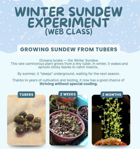 Winter Sundew Drosera lunata Experiment Class- 1 Class only ...