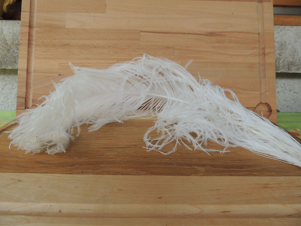 Plume d'autruche naturelle blanche 55cm | SOLOGNE AUTRUCHES