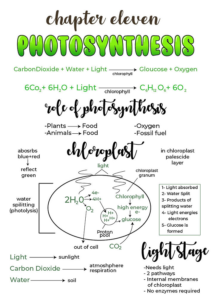 Leaving Certificate Biology Notes: Photosynthesis