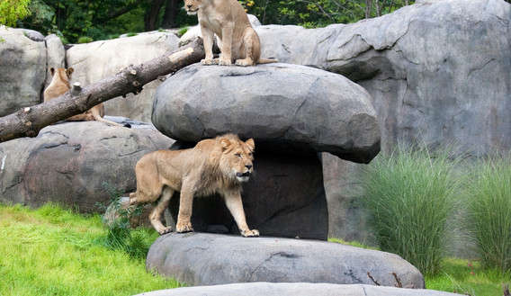 Animal Welfare in Zoos & Aquariums