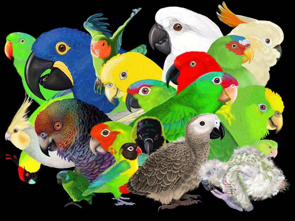 "World Parrot Day" Special: Parrot Science at the Zoo