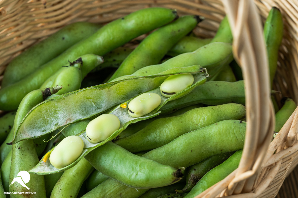 Fava Bean Is Coming!