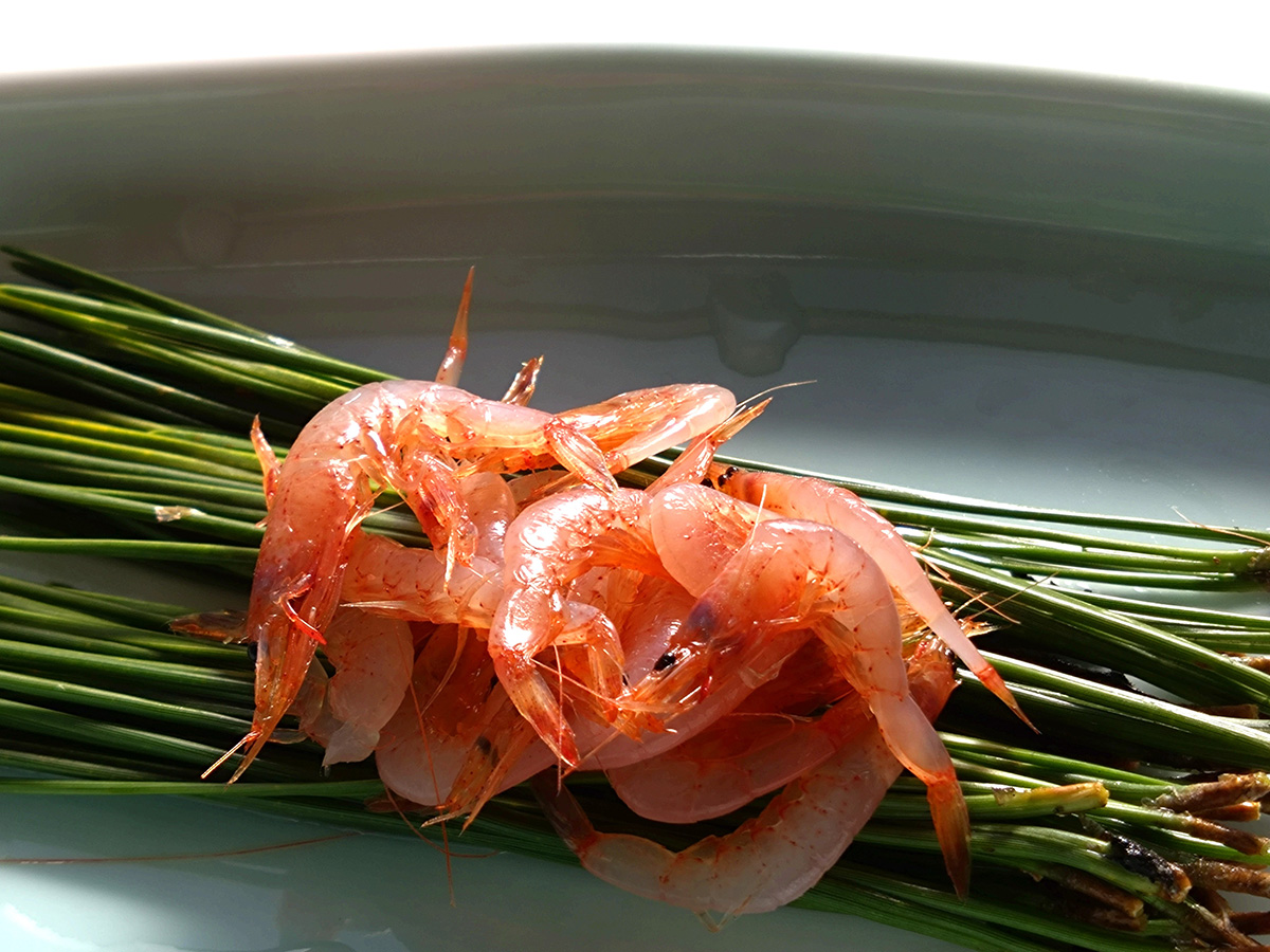 Have you heard of the Sakura shrimp?