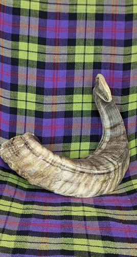 Giant Lamb Horn | Highland Dog Bakery