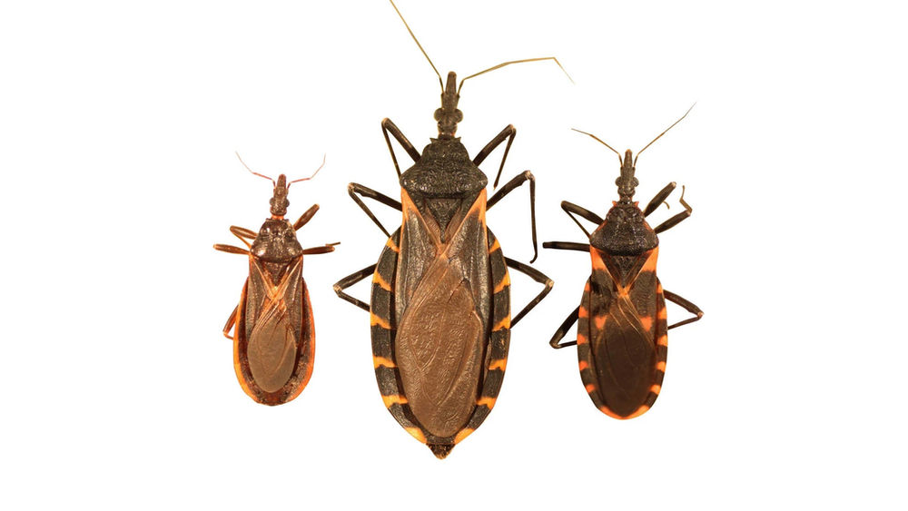 Kissing Bug: A Deadly Kiss