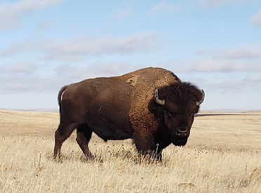 Cammack Buffalo Ranch