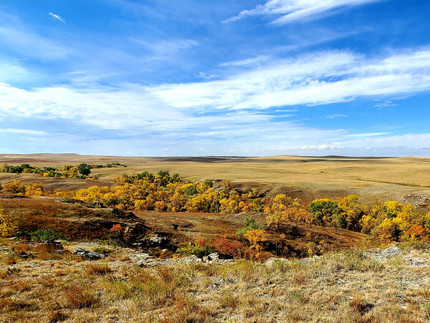 Gallery | Cammack Buffalo Ranch