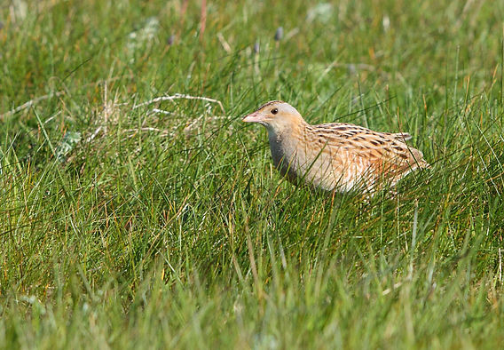 corncrake eggs