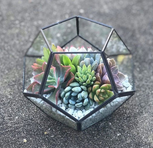 Pentagonal Bowl Shaped Terrarium Container | Decorrizz India