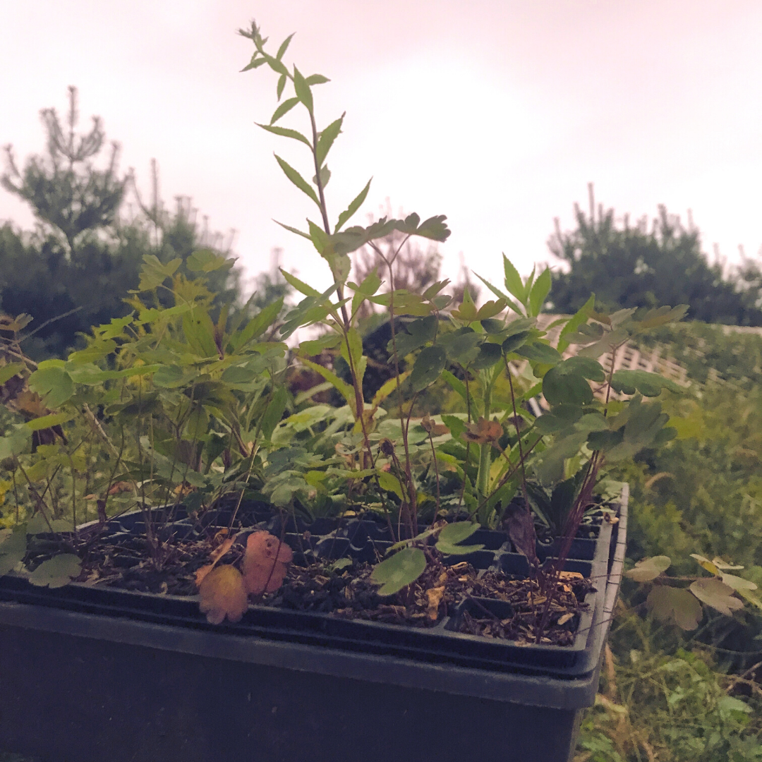 Ecological Planting Techniques + Our Trusted Native Plant Growers