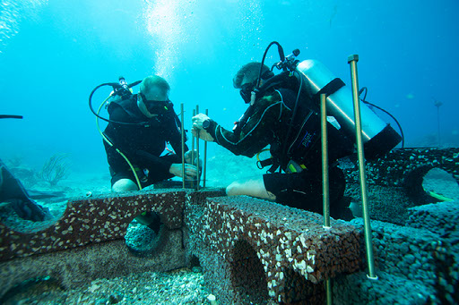 Uncovering the Power of Biomimicry and Nanotechnology in Coral Reef ...